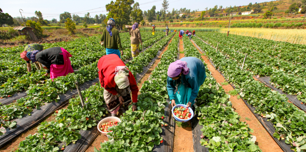 How Tech Startups Are Revolutionising Organic Food Distribution In India